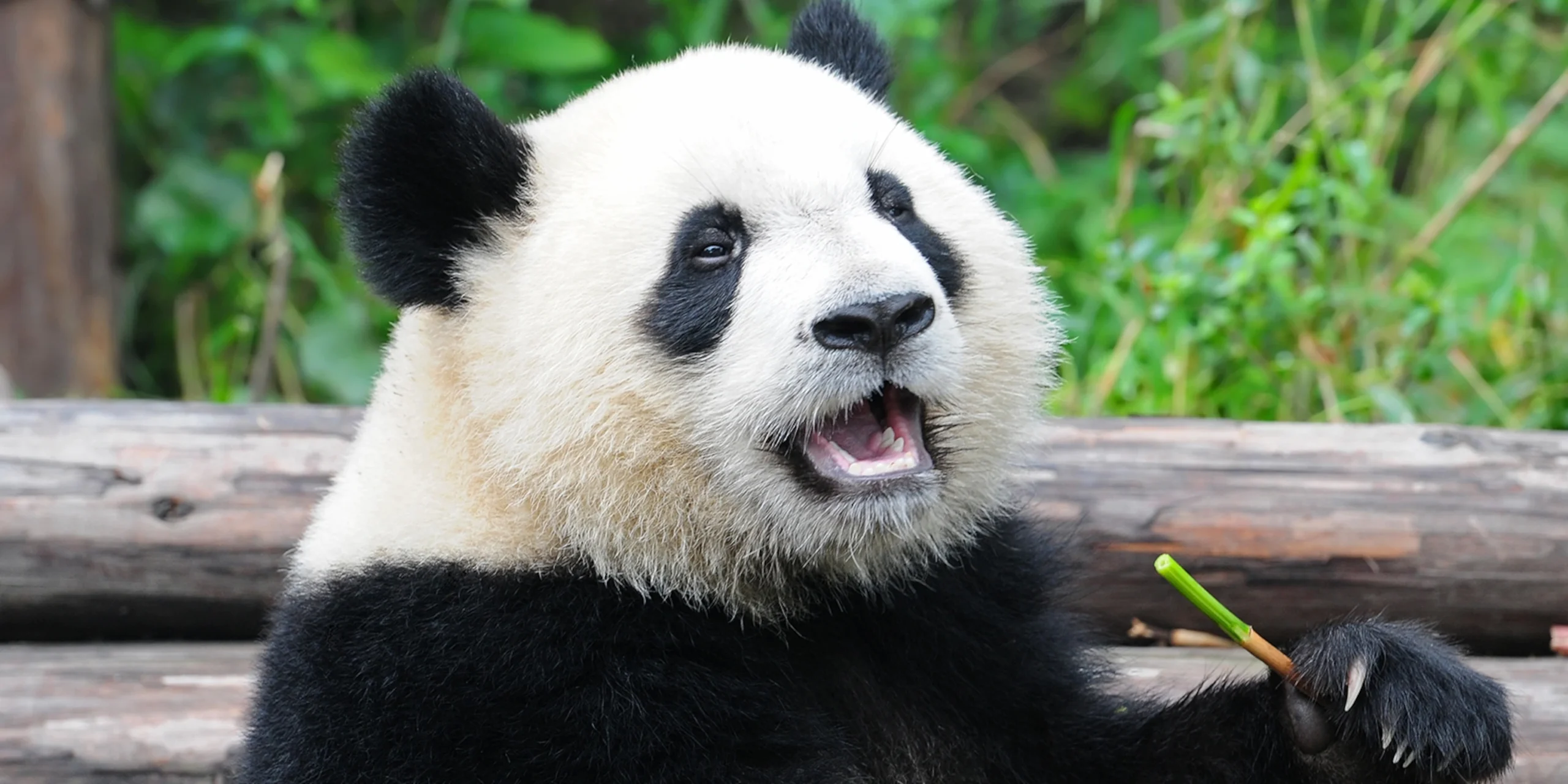 Pandas: The Stinkiest, Laziest Animals in the World! » AddstarMC